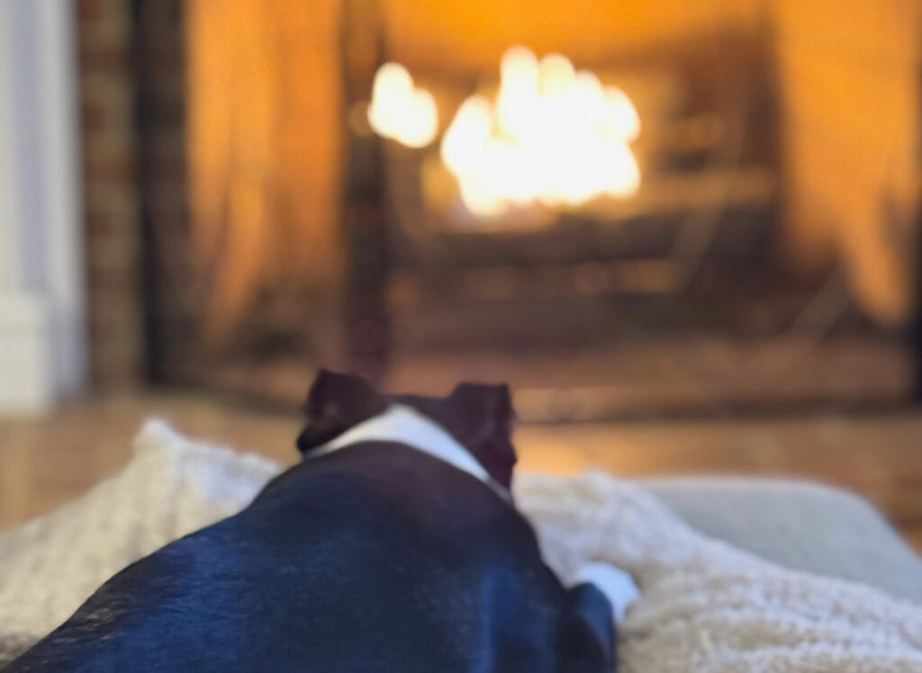 Dental Disease in Dogs and Cats - Independence Veterinary Clinic